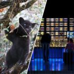 Amsterdam: Artis Royal Zoo & ARTIS-Micropia Combo Ticket - The ARTIS Royal Zoo: A Living Showcase of Nature