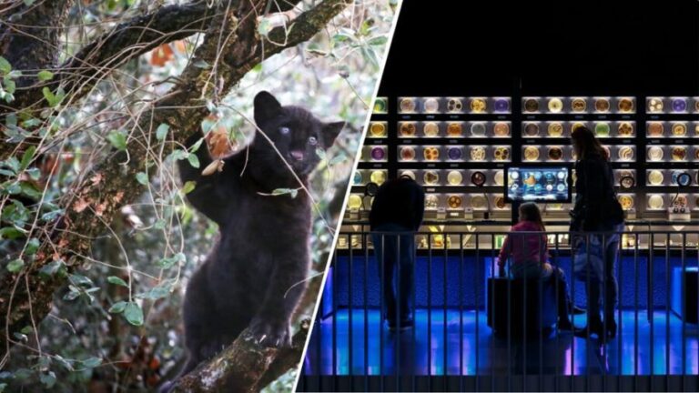 Amsterdam: Artis Royal Zoo & ARTIS-Micropia Combo Ticket - The ARTIS Royal Zoo: A Living Showcase of Nature
