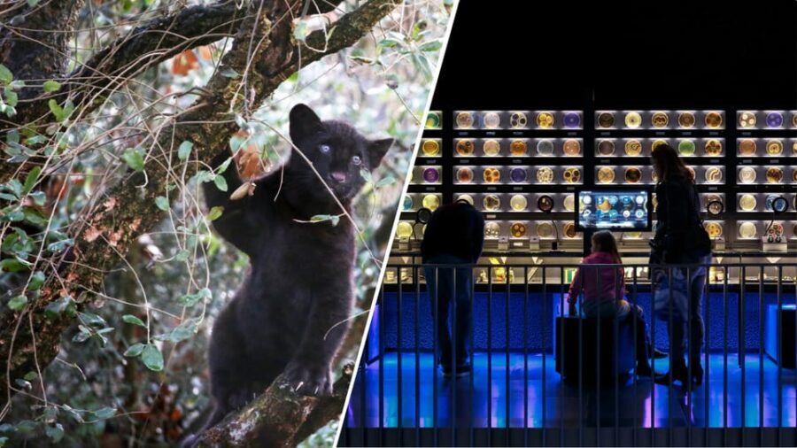 Amsterdam: Artis Royal Zoo & ARTIS-Micropia Combo Ticket - The ARTIS Royal Zoo: A Living Showcase of Nature