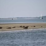 Amsterdam: Half-Day Seal Safari at Waddensea UNESCO Site - Who Will Love This Tour?