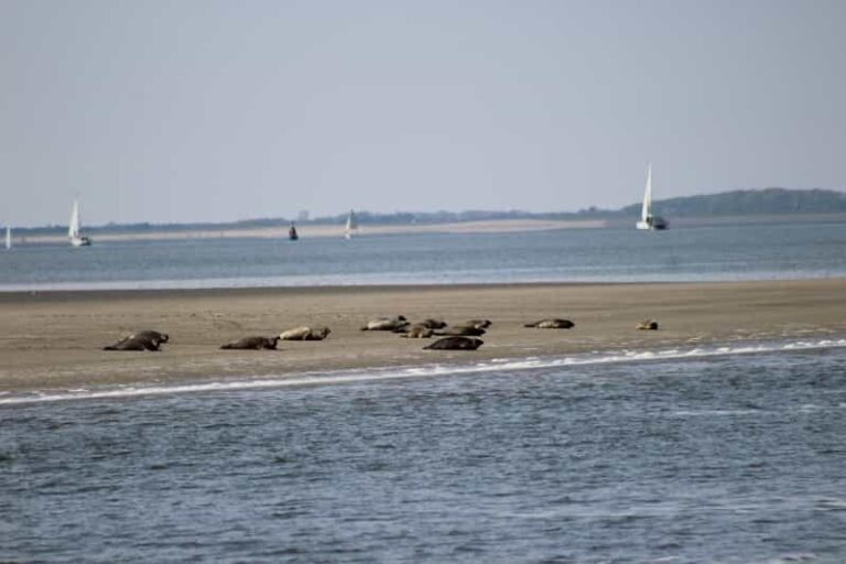 Amsterdam: Half-Day Seal Safari at Waddensea UNESCO Site - Who Will Love This Tour?