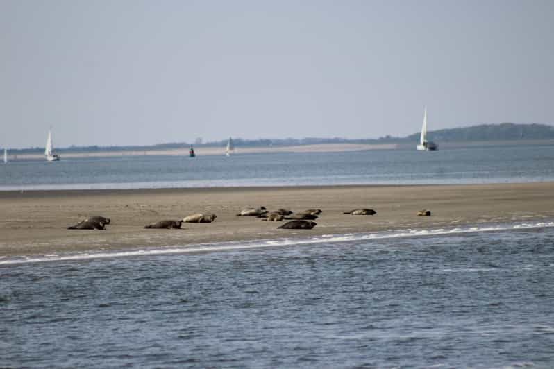 Amsterdam: Half-Day Seal Safari at Waddensea UNESCO Site - Who Will Love This Tour?