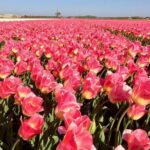Amsterdam Private Tour to Keukenhof, Tulip Fields and Windmills - Exploring the Tulip Fields