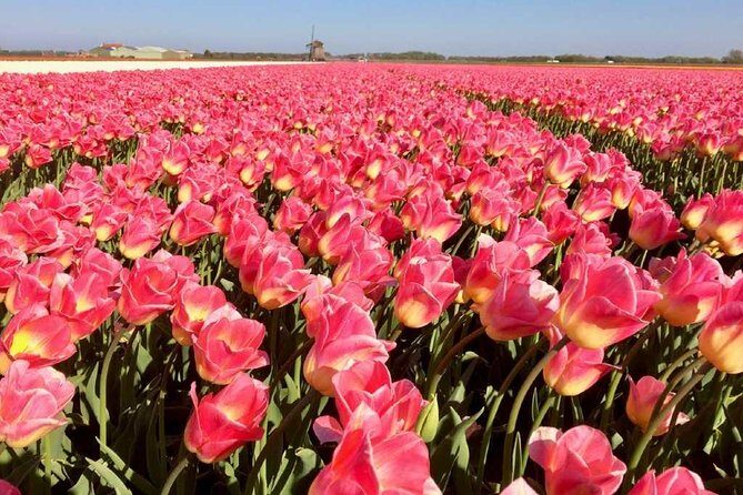 Amsterdam Private Tour to Keukenhof, Tulip Fields and Windmills - Exploring the Tulip Fields