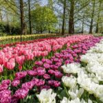 Amsterdam: Windmills, Marken, Volendam and Guided Keukenhof Visit - Weighing the Price and Overall Value