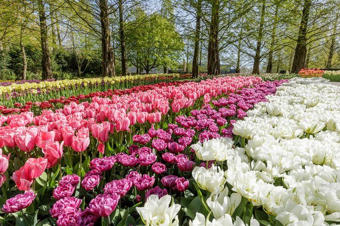 Amsterdam: Windmills, Marken, Volendam and Guided Keukenhof Visit - Weighing the Price and Overall Value