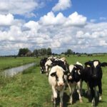 Amsterdam's Countryside Half-Day Bike Tour in Small Group - Exploring the Dutch Countryside by Bike: An Experience Worth Your Time