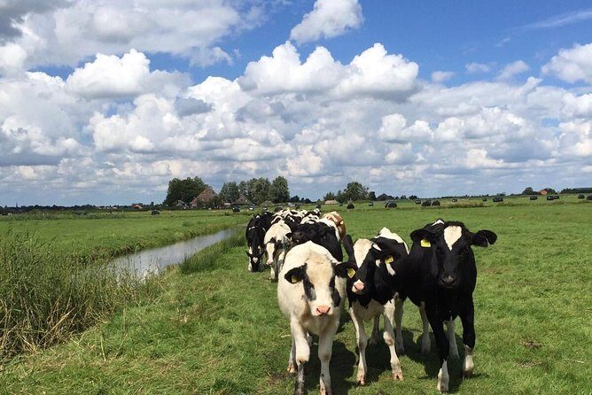 Amsterdam's Countryside Half-Day Bike Tour in Small Group - Exploring the Dutch Countryside by Bike: An Experience Worth Your Time