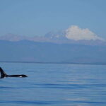 Anacortes: Orca Whales guaranteed boat tour near Seattle - The Practicalities: Transportation, Timing, and Cost