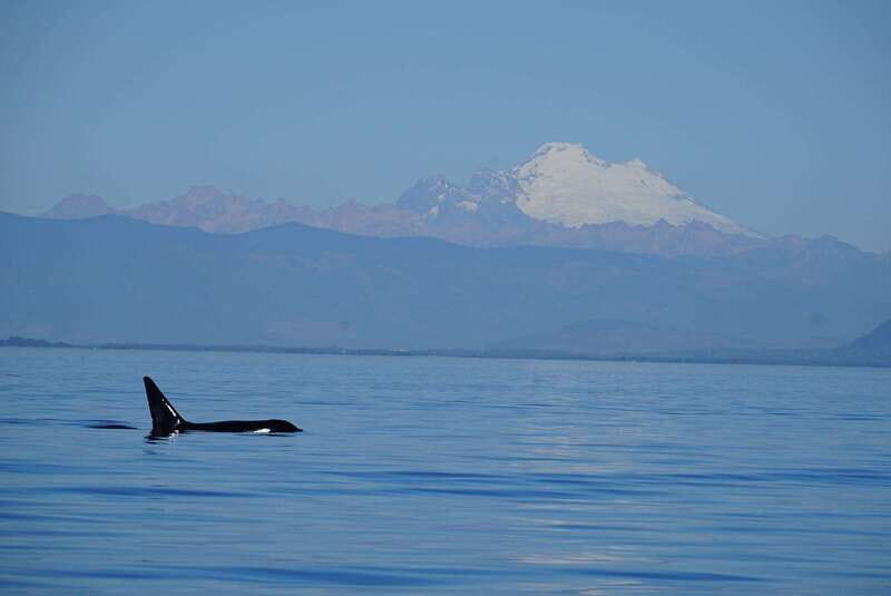 Anacortes: Orca Whales guaranteed boat tour near Seattle - The Practicalities: Transportation, Timing, and Cost