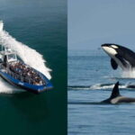 Anacortes: Whale Watching Adventure Tour Near Seattle - Who Will Love This Tour?