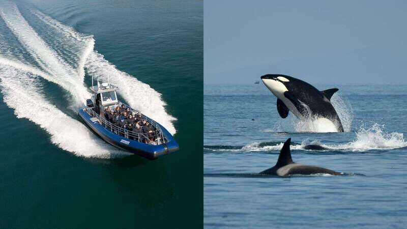 Anacortes: Whale Watching Adventure Tour Near Seattle - Who Will Love This Tour?