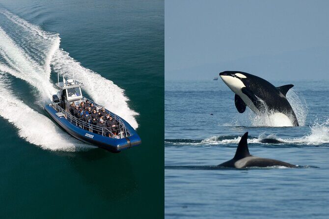 Anacortes Whale Watching Adventure Tour - Zodiac Boat - Who Should Book This Tour?