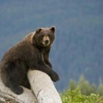 Anchorage to Whittier Cruise Transfer and Private Tour - What Makes This Tour Stand Out