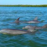 Anna Maria Island and Bradenton: Sunset Kayak Dolphin Tour - The Experience in Detail