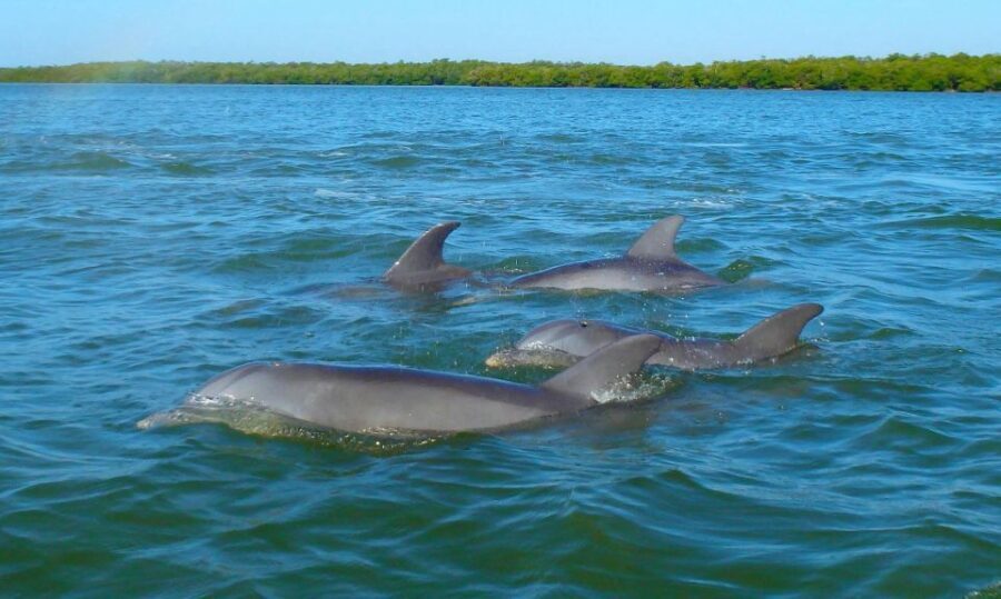 Anna Maria Island and Bradenton: Sunset Kayak Dolphin Tour - The Experience in Detail