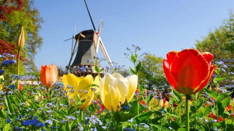 Antwerp: Full-day Holland Guided Keukenhof & Kinderdijk Tour - Who Will Love This Tour?