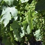 Apple Hill Wine Tasting Tours And Placerville wine tasting tours - What Makes This Tour Special? A Deep Dive