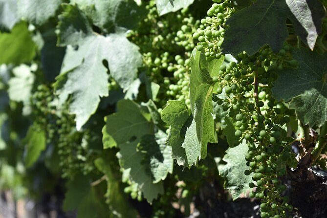 Apple Hill Wine Tasting Tours And Placerville wine tasting tours - What Makes This Tour Special? A Deep Dive