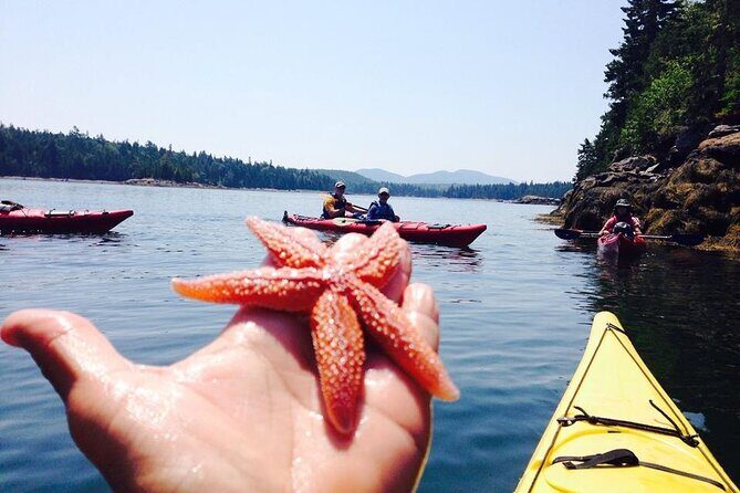 Aqua Safari Kayak tour departing Southwest Harbor - The Experience and Its Value