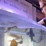 Aquarium Behind the Scenes at Sitka - A Close-Up Look at Sitka’s Aquarium Behind the Scenes