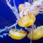 Aquarium of the Bay General Admission Ticket - Final Thoughts
