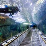 Aquarium of the Bay VIP Experience - How to Maximize Your Experience