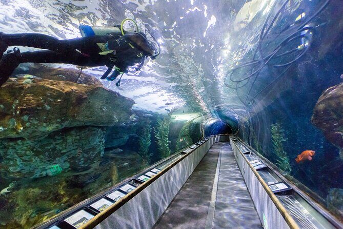 Aquarium of the Bay VIP Experience - How to Maximize Your Experience