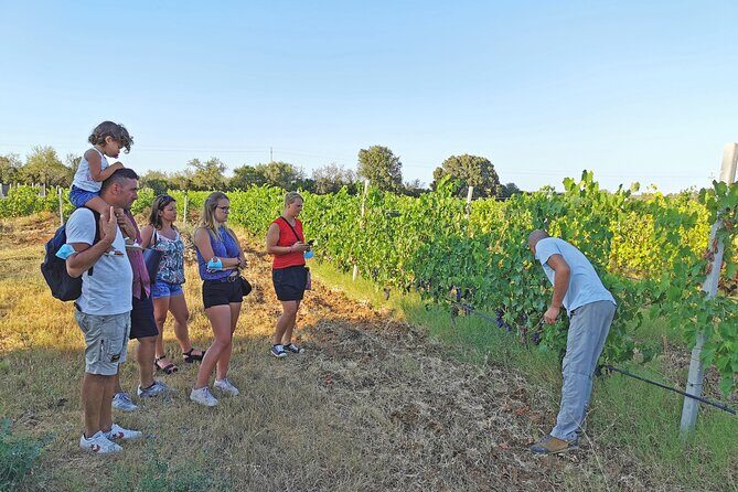Archeology, visit to a vineyard and wine and pecorino cheese tasting - Key Points