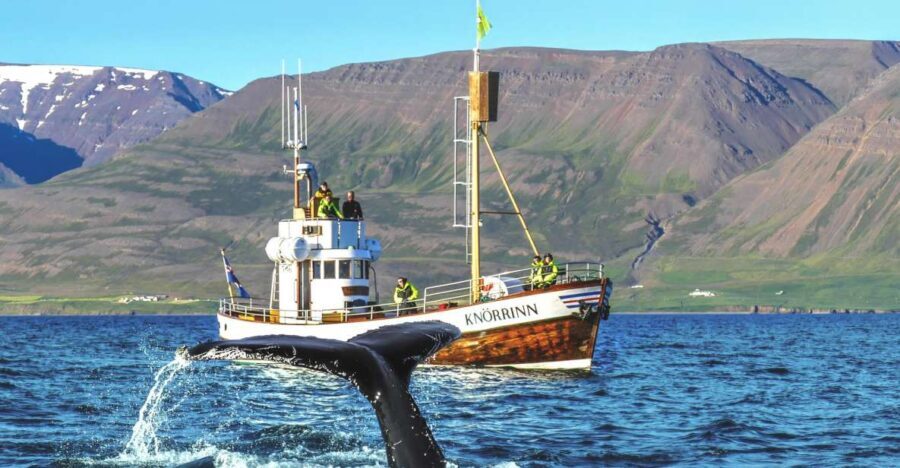 Árskógssandur: Whale-Watching Boat Trip - Pricing and Value