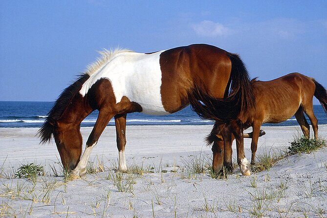 Assateague Horses, Herons and Happy Hour Cruise - An In-Depth Look at the Assateague Horses, Herons, and Happy Hour Cruise