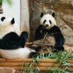 Atlanta: Zoo Atlanta General Admission Ticket - What Makes the Experience Special