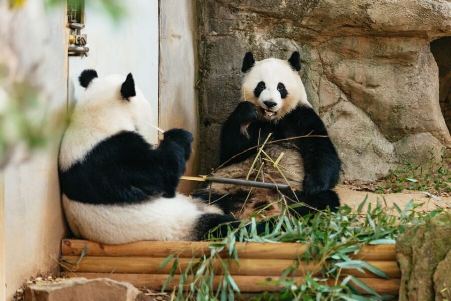 Atlanta: Zoo Atlanta General Admission Ticket - What Makes the Experience Special