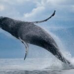 ATV & Whale Watching Full day adventure in Reykjavik - The Experience Beyond the Highlights
