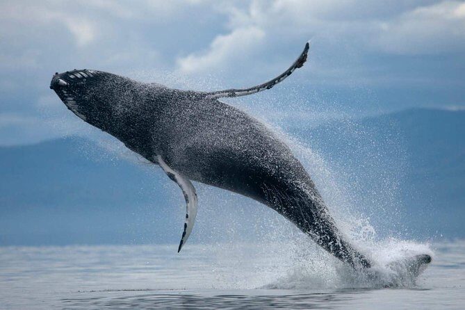 ATV & Whale Watching Full day adventure in Reykjavik - The Experience Beyond the Highlights