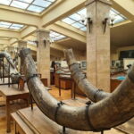 Audio Guide for Museum Paleontology and Historical Geology - What Do Visitors Say?