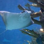 Audubon Aquarium & Insectarium Ticket - What the Reviews Say