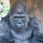 Audubon Zoo Ticket - The Value of the Ticket and Overall Cost