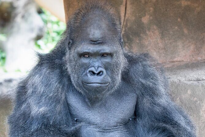 Audubon Zoo Ticket - The Value of the Ticket and Overall Cost