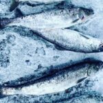 "Aurora Ice" - Ice Fishing & Salmon Dinner Tour - Guides and Service