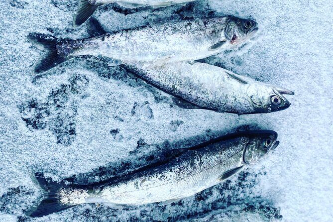 "Aurora Ice" - Ice Fishing & Salmon Dinner Tour - Guides and Service