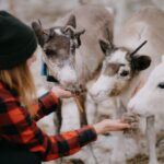 Authentic Reindeer Experience, Ice Fish & Lunch in the Wild - Frequently Asked Questions