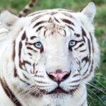Awareness Tour - Why This Tour Works Well for Travelers