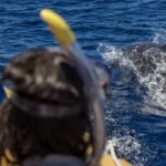 Azores: Swim with Dolphins Atlantic Experience - The Value of Respectful Wildlife Encounters