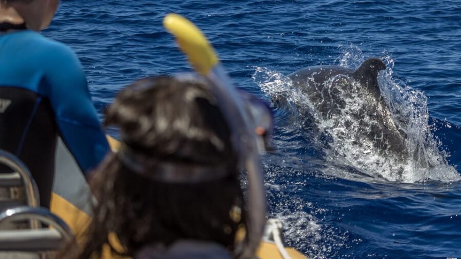 Azores: Swim with Dolphins Atlantic Experience - The Value of Respectful Wildlife Encounters