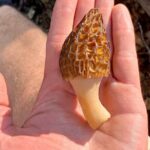 Backcountry Eats & Foraging Treats - Itineraries in Detail