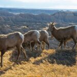 Badlands Premium Van Tour - Public - The Itinerary: What to Expect