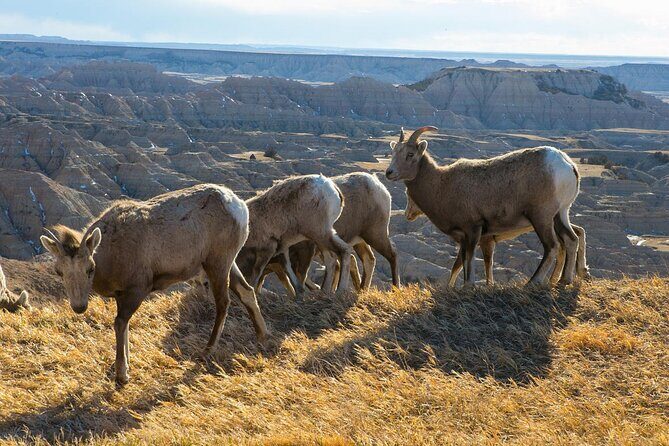 Badlands Premium Van Tour - Public - The Itinerary: What to Expect