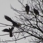 Bald Eagles Nesting Area Tour at Skagit River - Final Thoughts