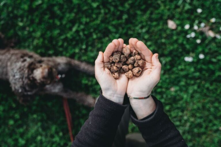 Barberino Tavarnelle: Truffle Hunt Tour with Lunch or Dinner - The Itinerary in Detail